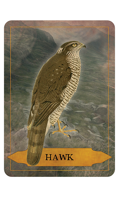 hawk – Lyn Thurman
