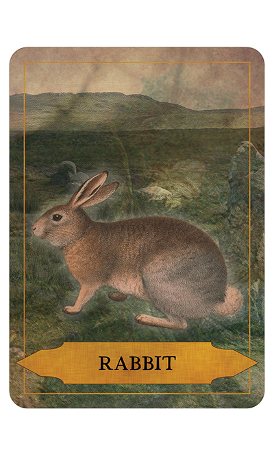 rabbit – Lyn Thurman