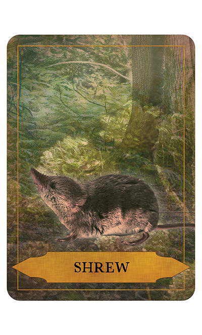 shrew – Lyn Thurman